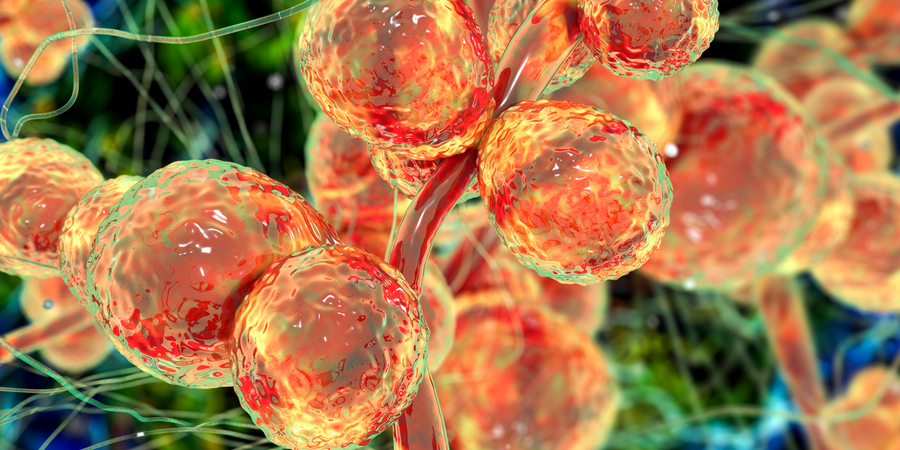 Ibrexafungerp advances the fight against fungus | Drug Discovery News