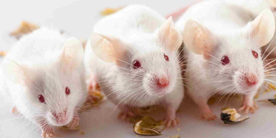 Three old mice, see how they run | Drug Discovery News