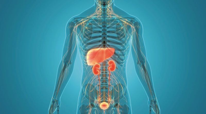 Spotlight on liver & kidney disease | Drug Discovery News
