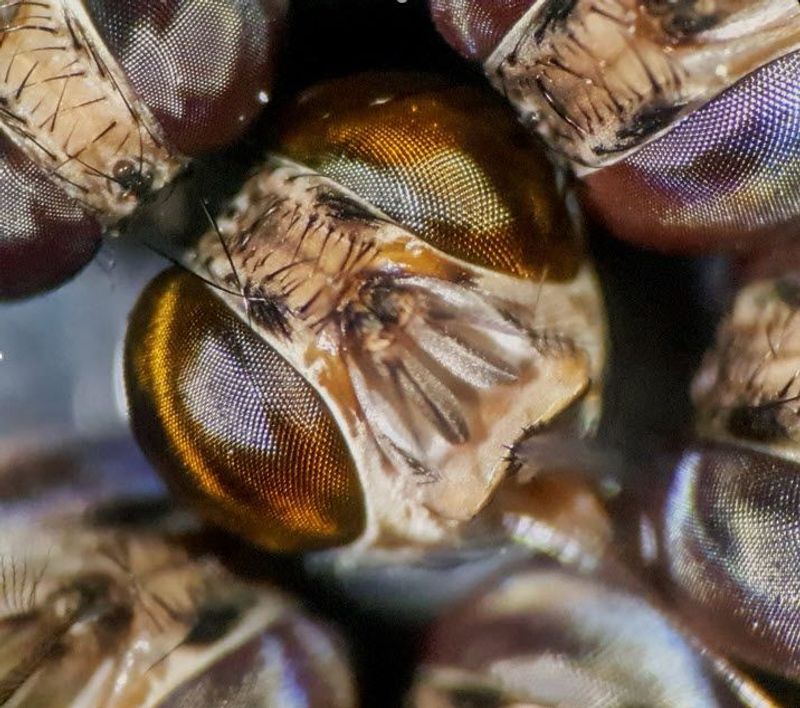 Scientists repurposed an orphan drug to kill blood-feeding tsetse flies ...