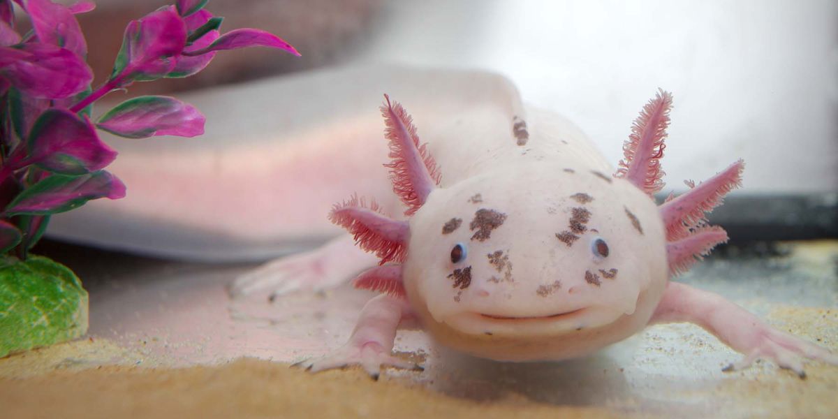 Cute Salamanders The Regenerative Feats Of Endangered Axolotls