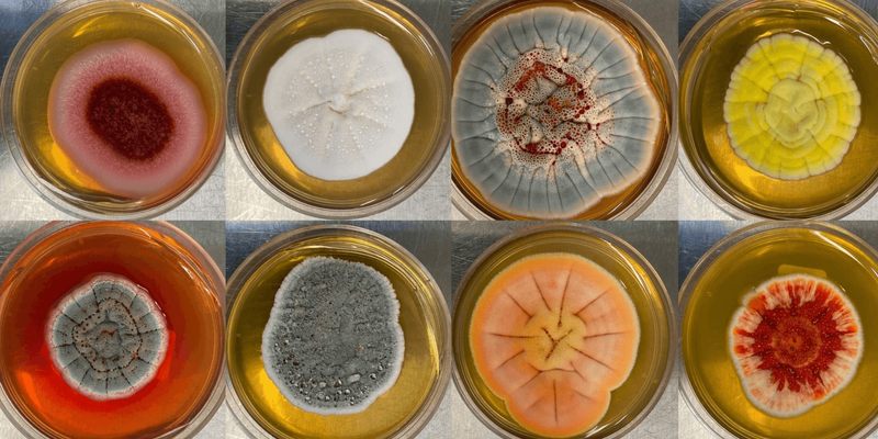 Warring fungi produce new drugs for cancer and infectious disease ...