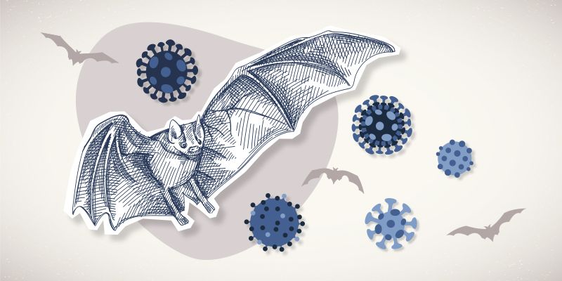 Explained: How do viruses move from animals into humans? | Drug ...