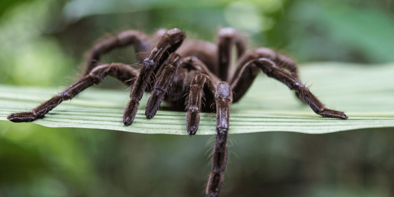 A prescription for venom | Drug Discovery News