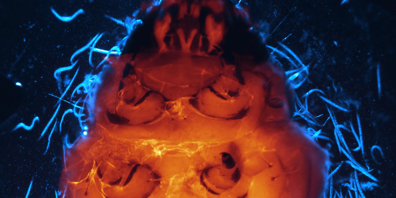 Worm-associated bacteria are an untapped source of antibiotics | Drug ...