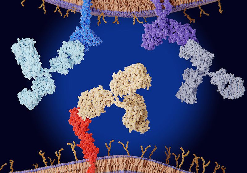 Explained: How do checkpoint inhibitors work? | Drug Discovery News
