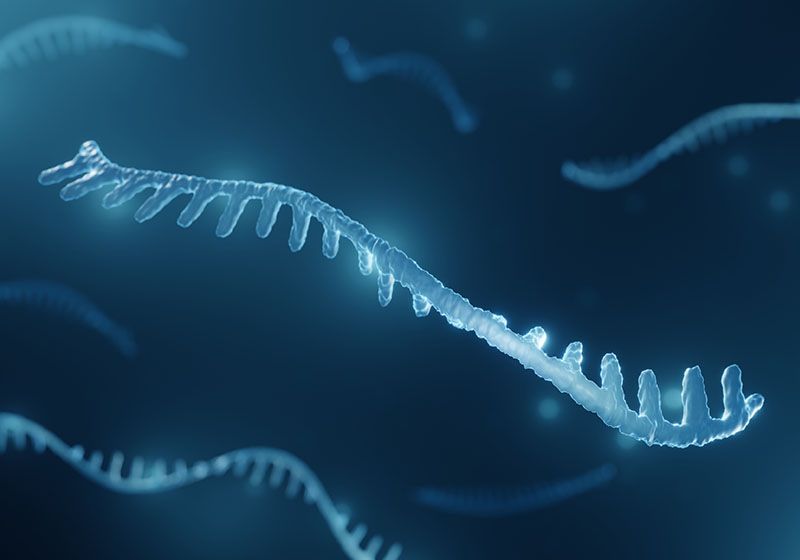 Explained: How do scientists make mRNA in vitro? | Drug Discovery News