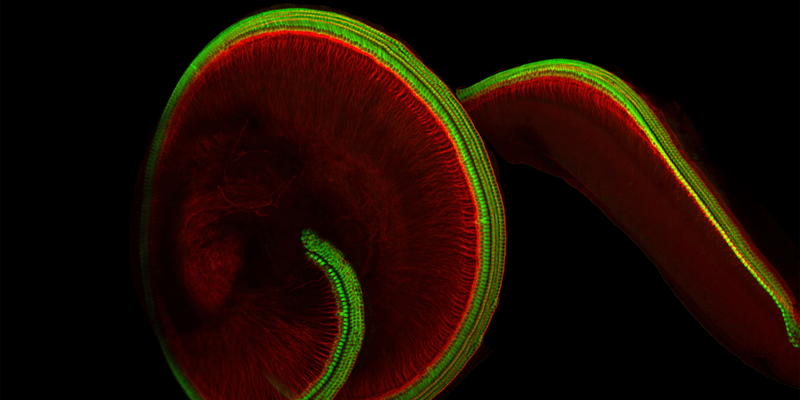 How to grow an ear and why | Drug Discovery News