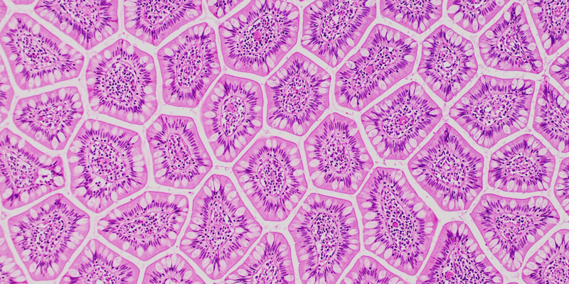 A vitamin-sized device samples the gut microbiome | Drug Discovery News