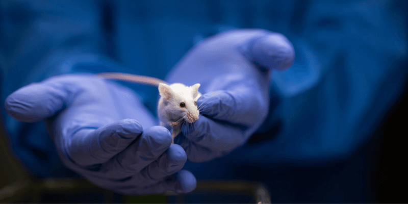 Science Milestone: The first transgenic mice | Drug Discovery News