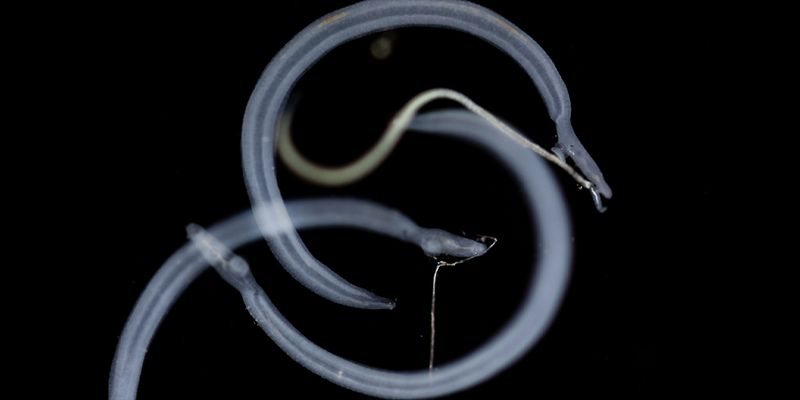 A single enzyme targets a parasite’s weak spot | Drug Discovery News