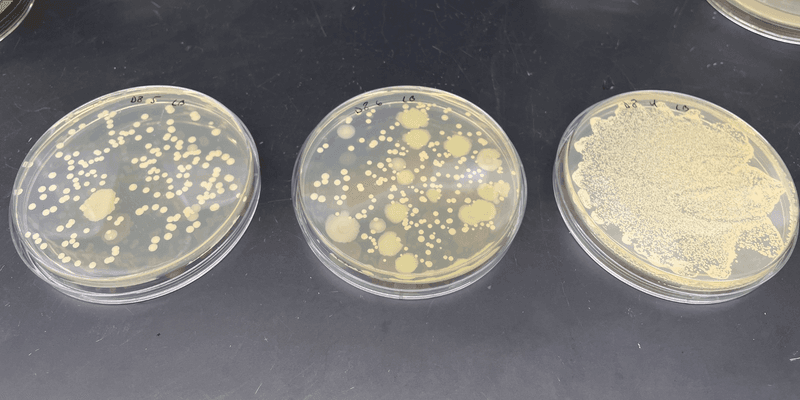 Engineering bacteria for drug delivery | Drug Discovery News