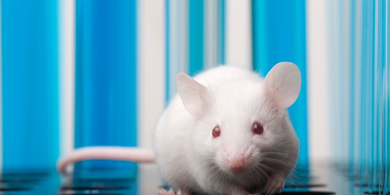 Designing non-terminal longitudinal mouse studies | Drug Discovery News