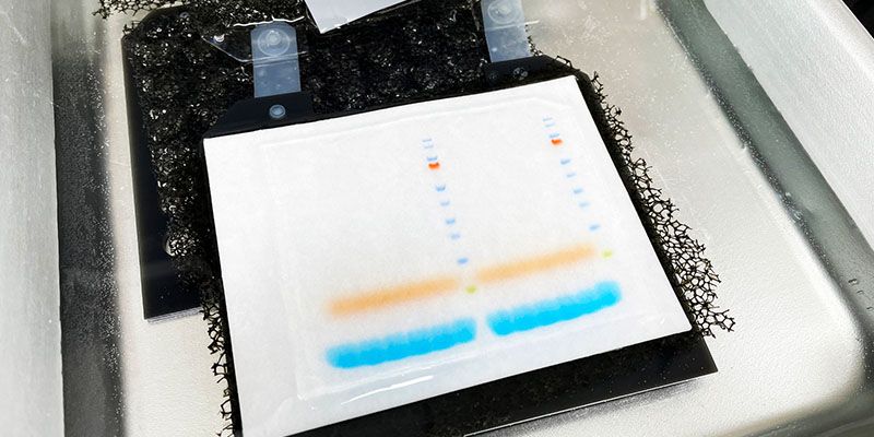 Exploring stain-free western blotting | Drug Discovery News