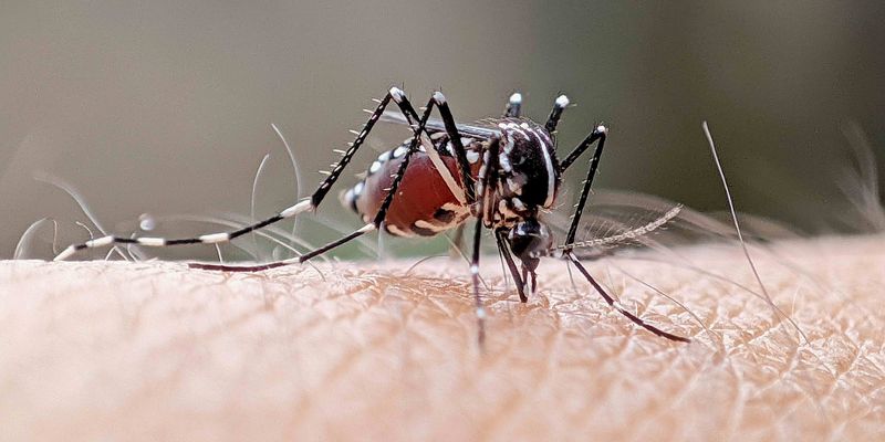 To block dengue, humans and mosquitoes could share antivirals | Drug ...