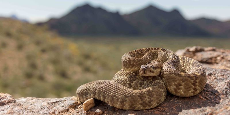 Editorial: Of snakes and science communication | Drug Discovery News