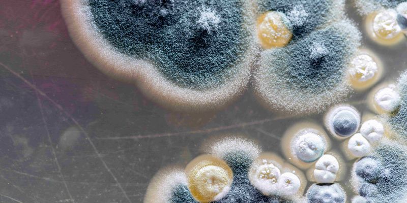 A new antifungal hope for drug-resistant fungi | Drug Discovery News