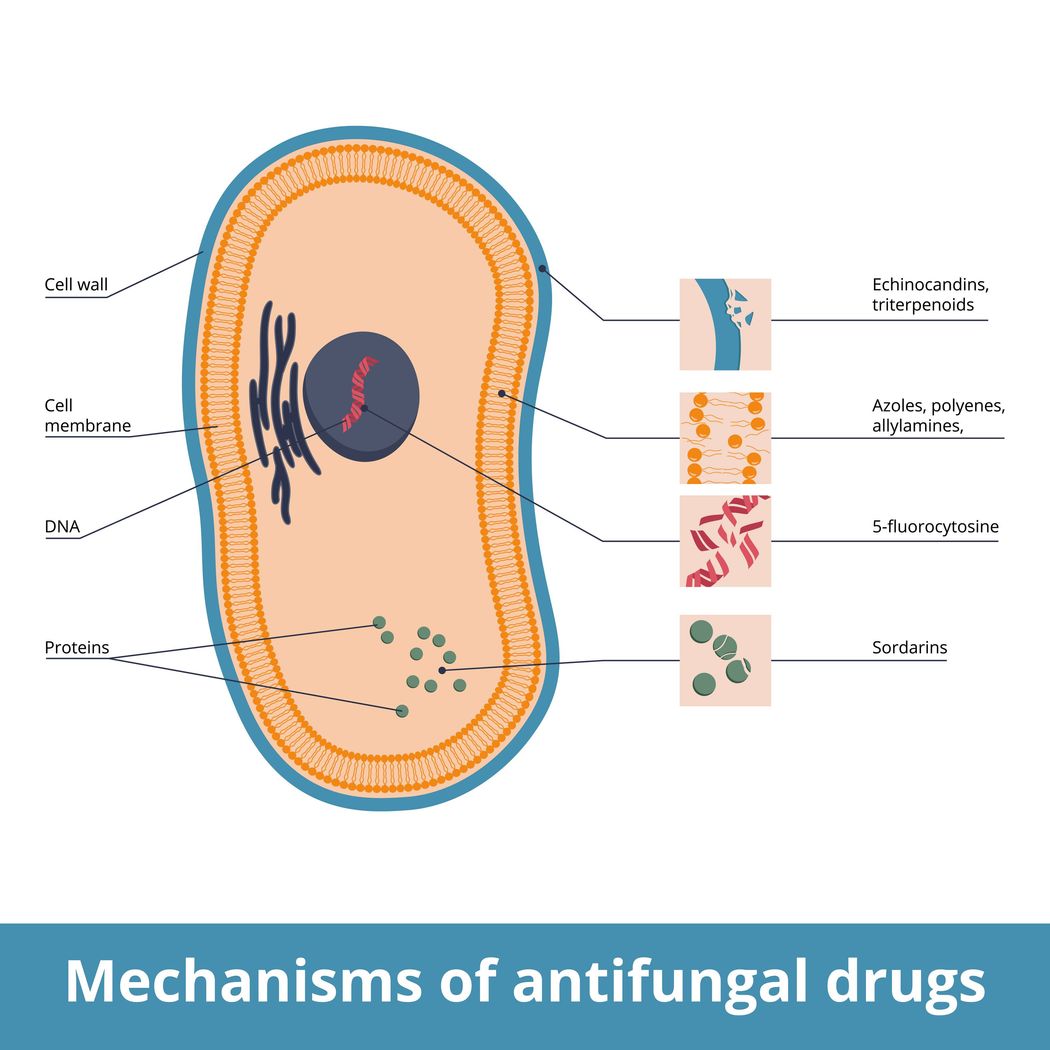 A new antifungal hope for drug-resistant fungi | Drug Discovery News