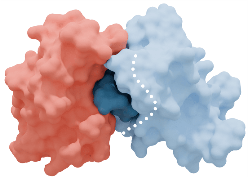 Magnet Biomedicine glues proteins together to wipe out disease | Drug ...
