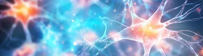 Decoding neural network synchrony in human brain organoids | Drug ...