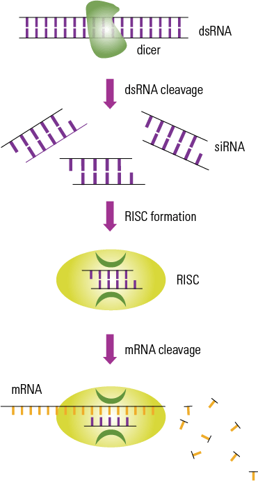 DDN Immersive Article Milestone RNA Interferene